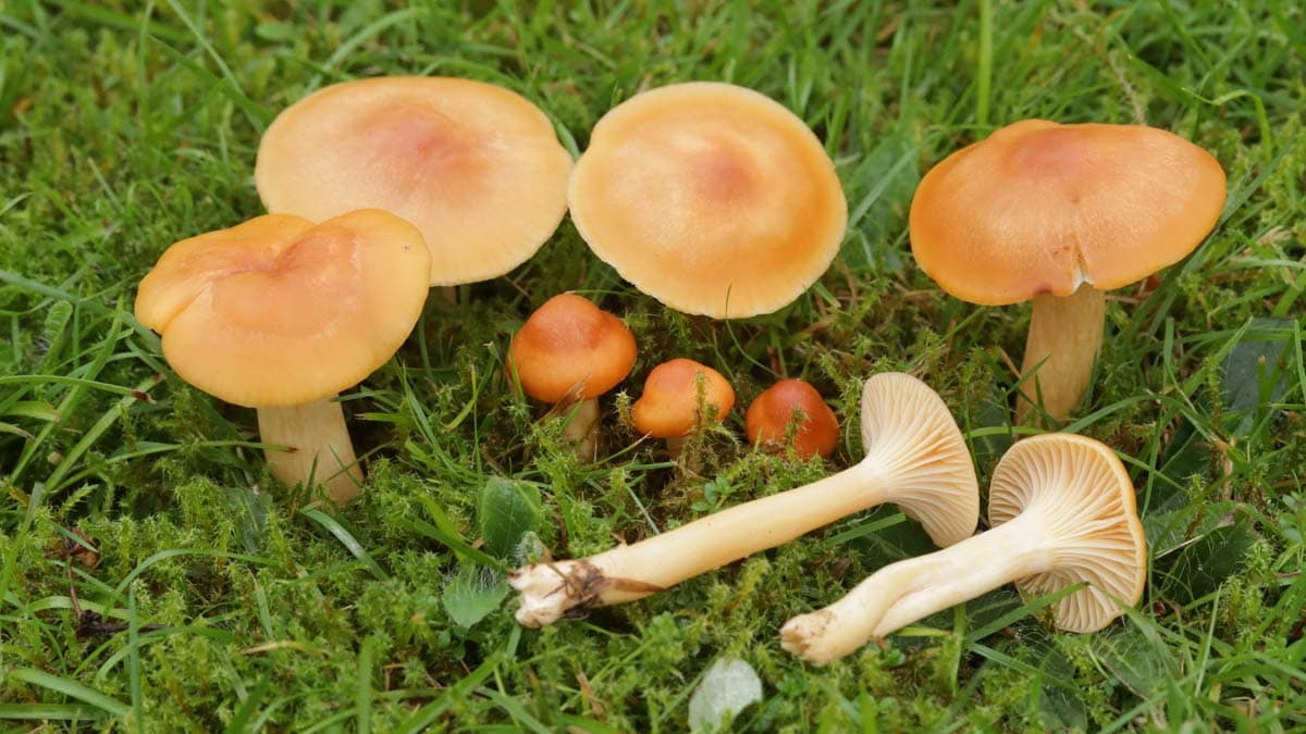 Farming for Fungi - Waxcap Walk - White Peak Farmers